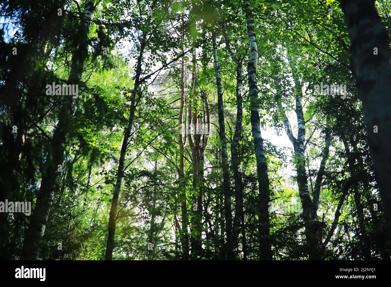 Spring nature background. Greenery trees and grasses on a sunny spring ...