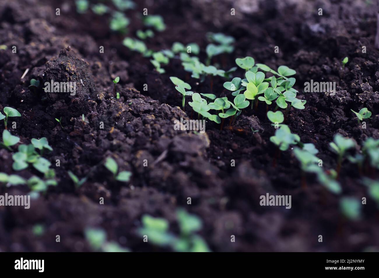 Young sprouts of seedlings in vegetable garden. Greenery in a ...