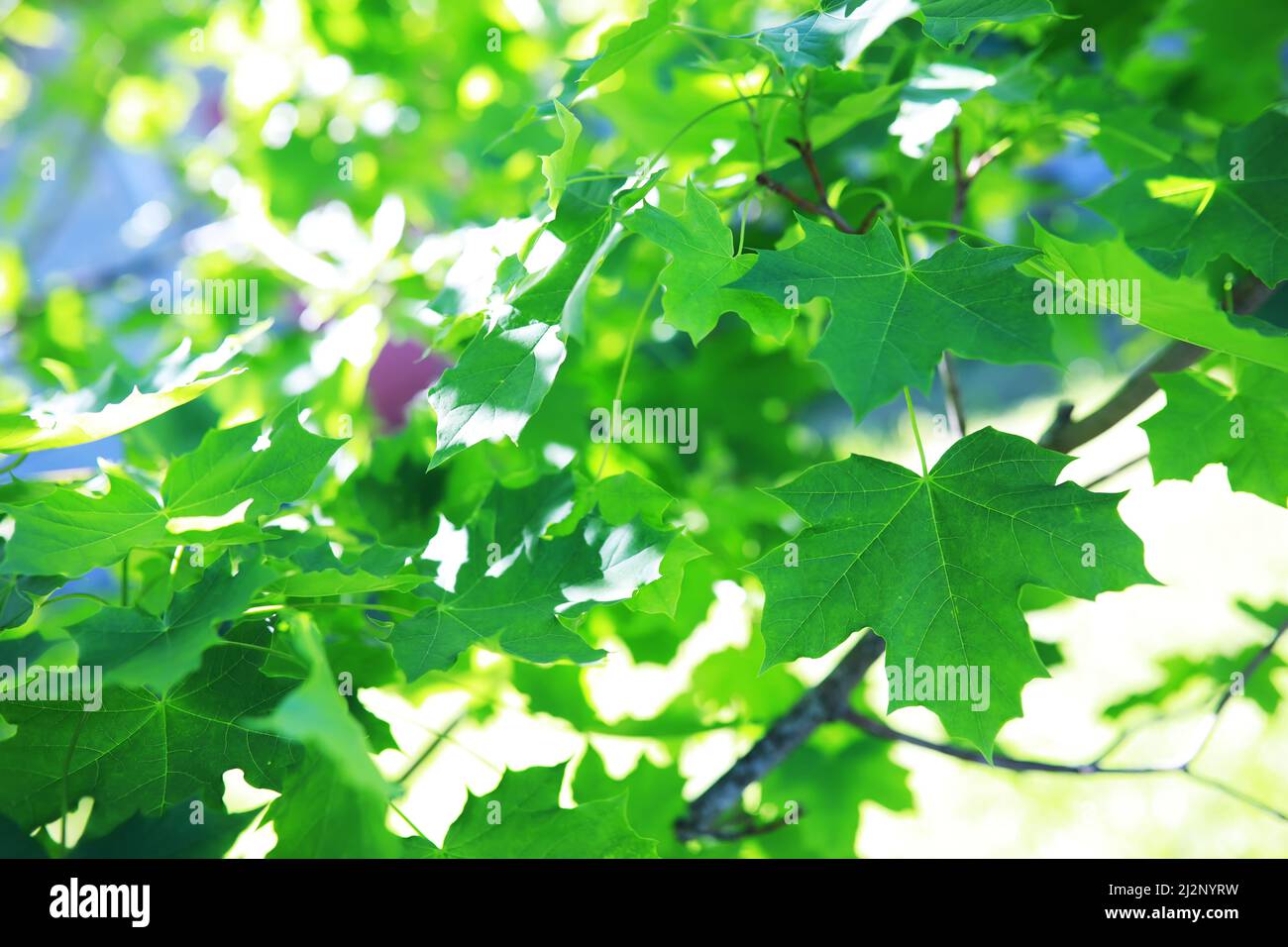 Spring nature background. Greenery trees and grasses on a sunny spring ...