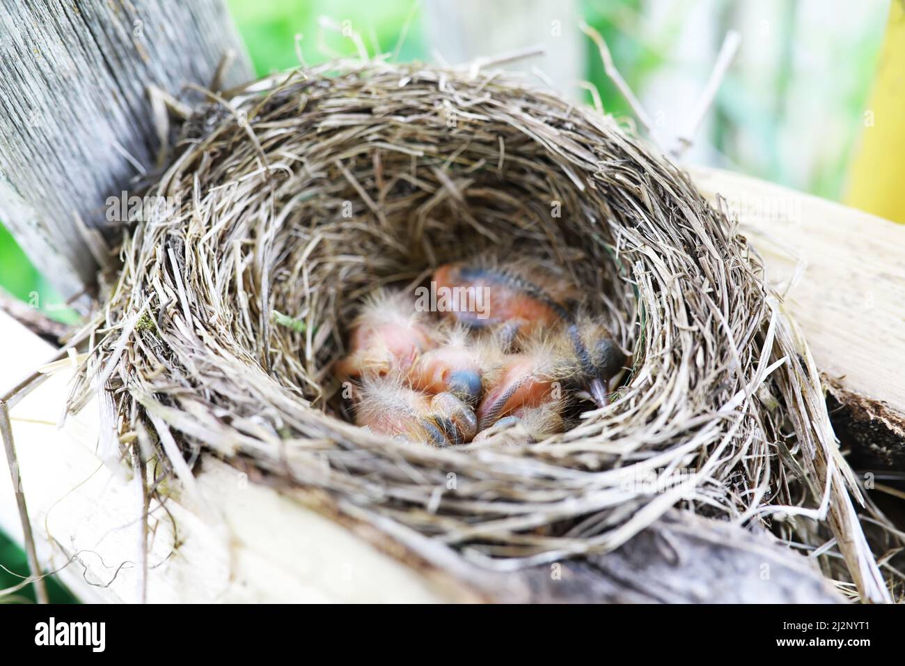 Bird's nest with offspring in early summer. Eggs and chicks of a small ...