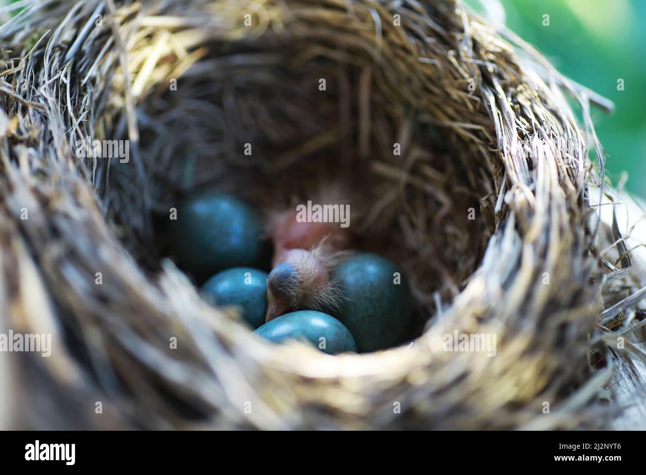 Bird's nest with offspring in early summer. Eggs and chicks of a small ...