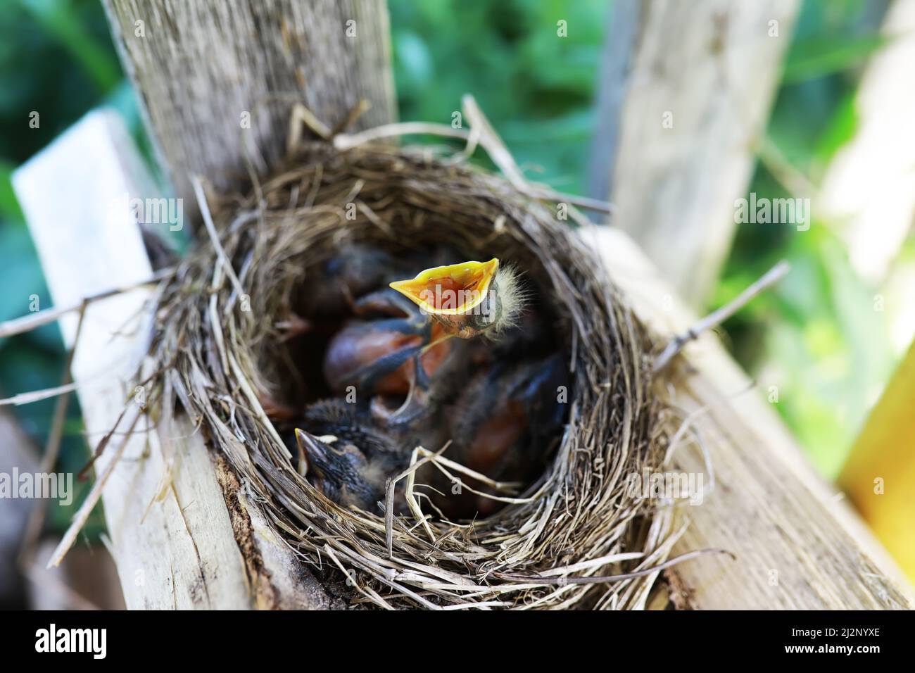 Bird's nest with offspring in early summer. Eggs and chicks of a small ...