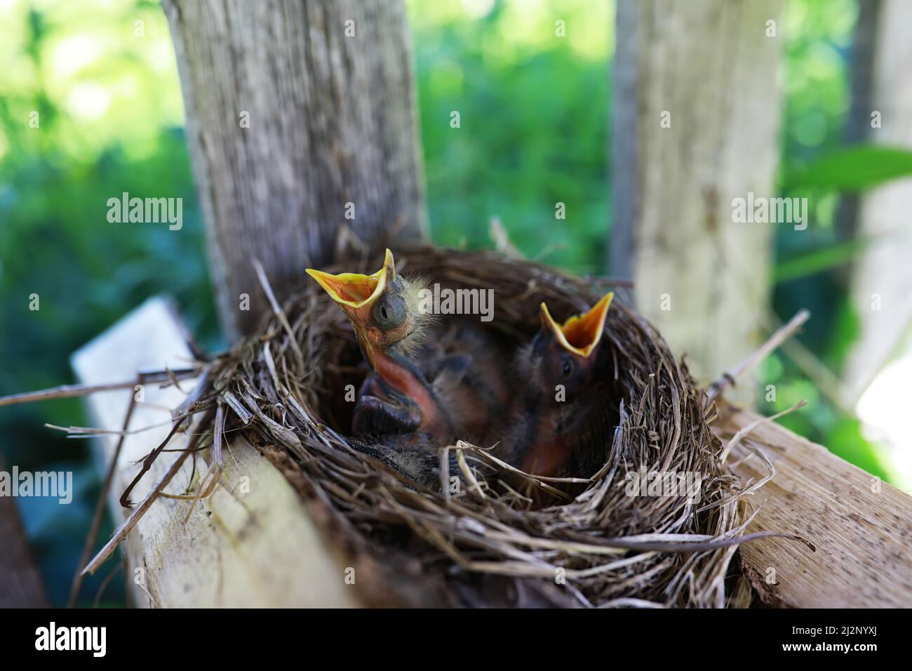 Bird's nest with offspring in early summer. Eggs and chicks of a small ...