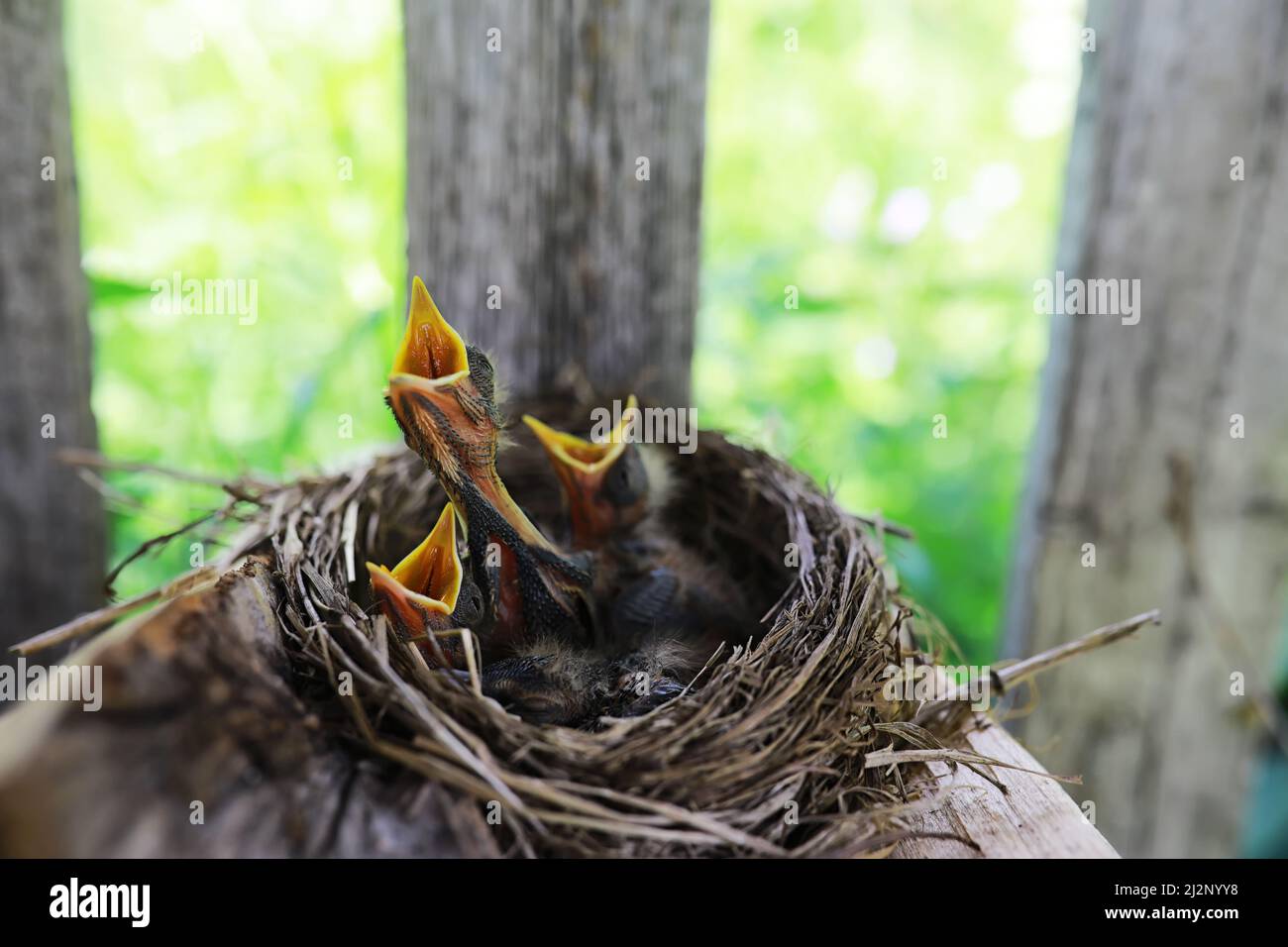 Bird's nest with offspring in early summer. Eggs and chicks of a small ...