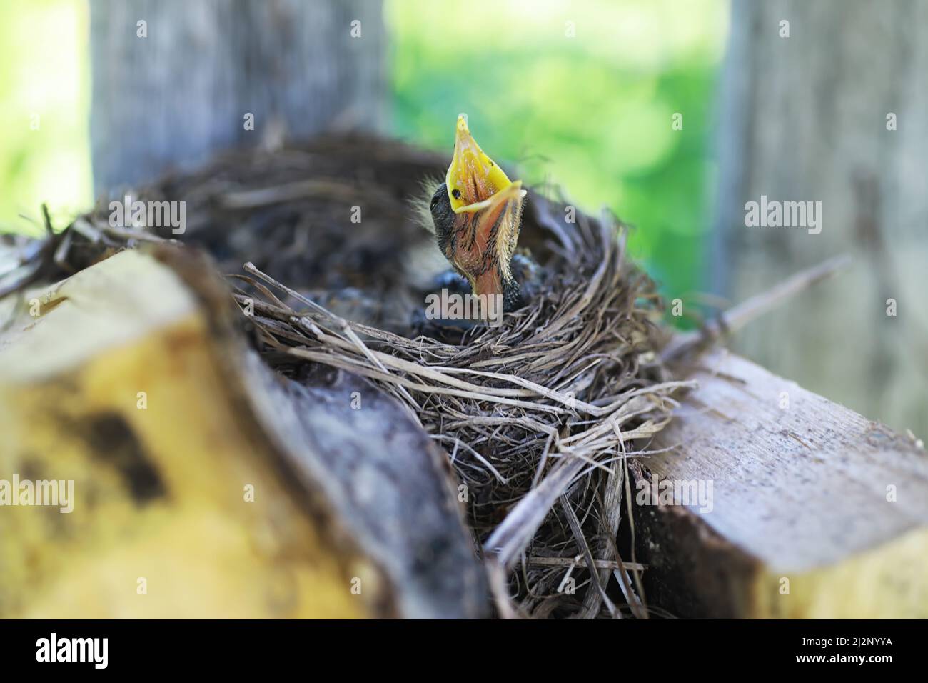 Bird's nest with offspring in early summer. Eggs and chicks of a small ...