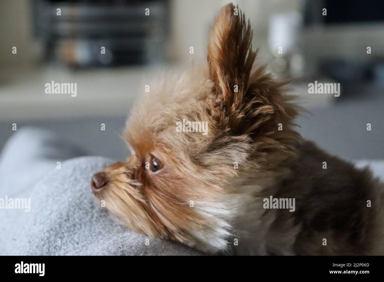 Head shot of a small cute fluffy chocolate dog looking away, side ...