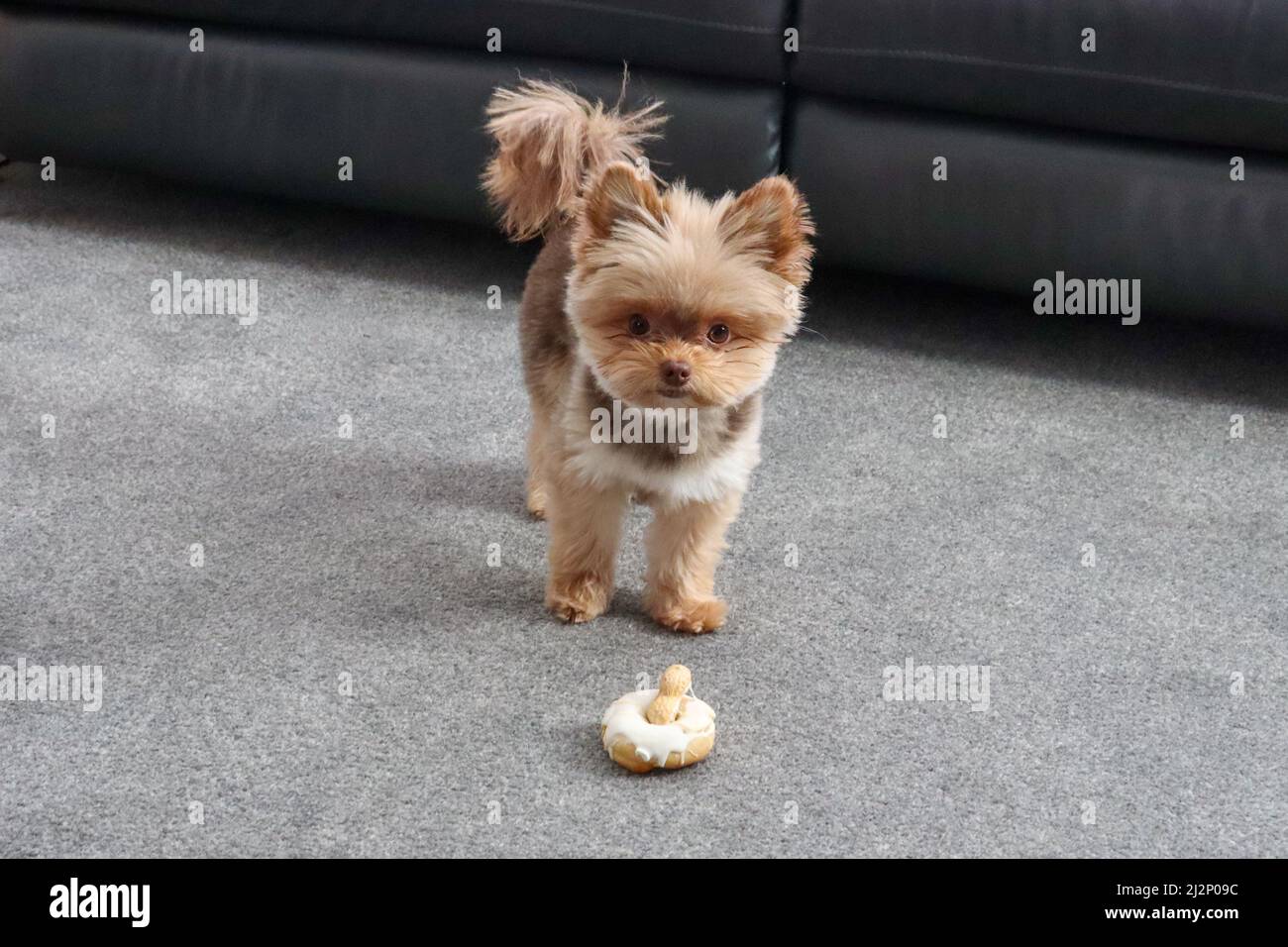 Small cute fluffy chocolate dog Stock Photo - Alamy