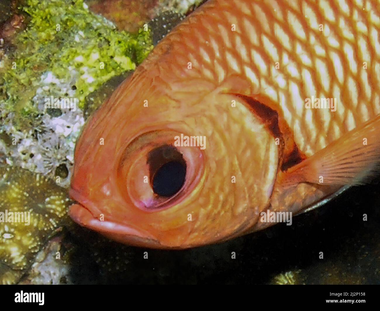 A White-edged Soldierfish (Myripristis murdjan) in the Red Sea, Egypt ...