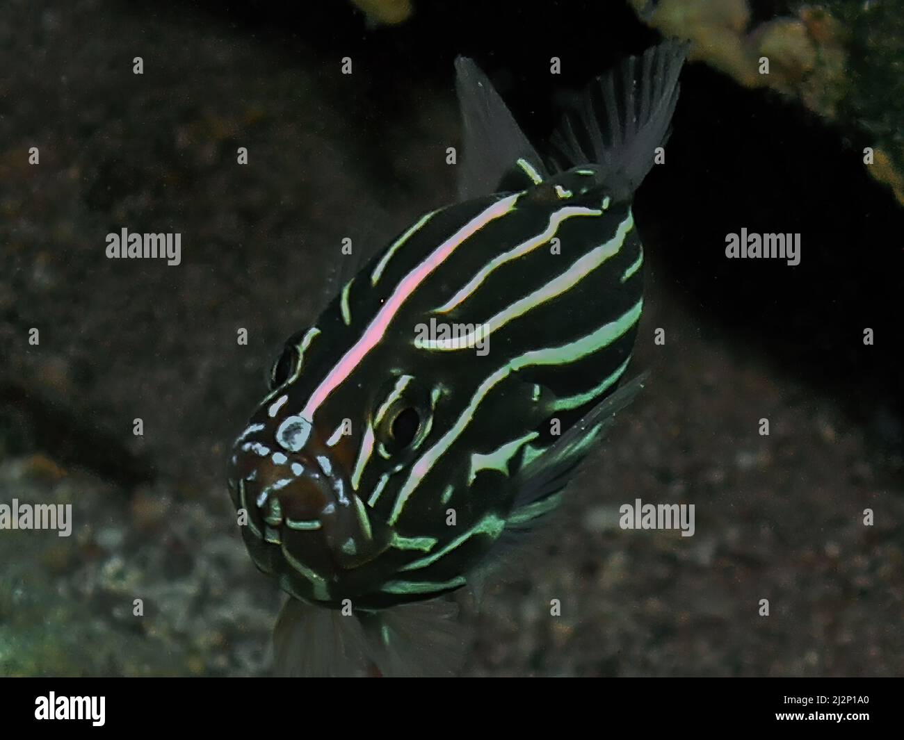 Red sea soapfish hi-res stock photography and images - Alamy