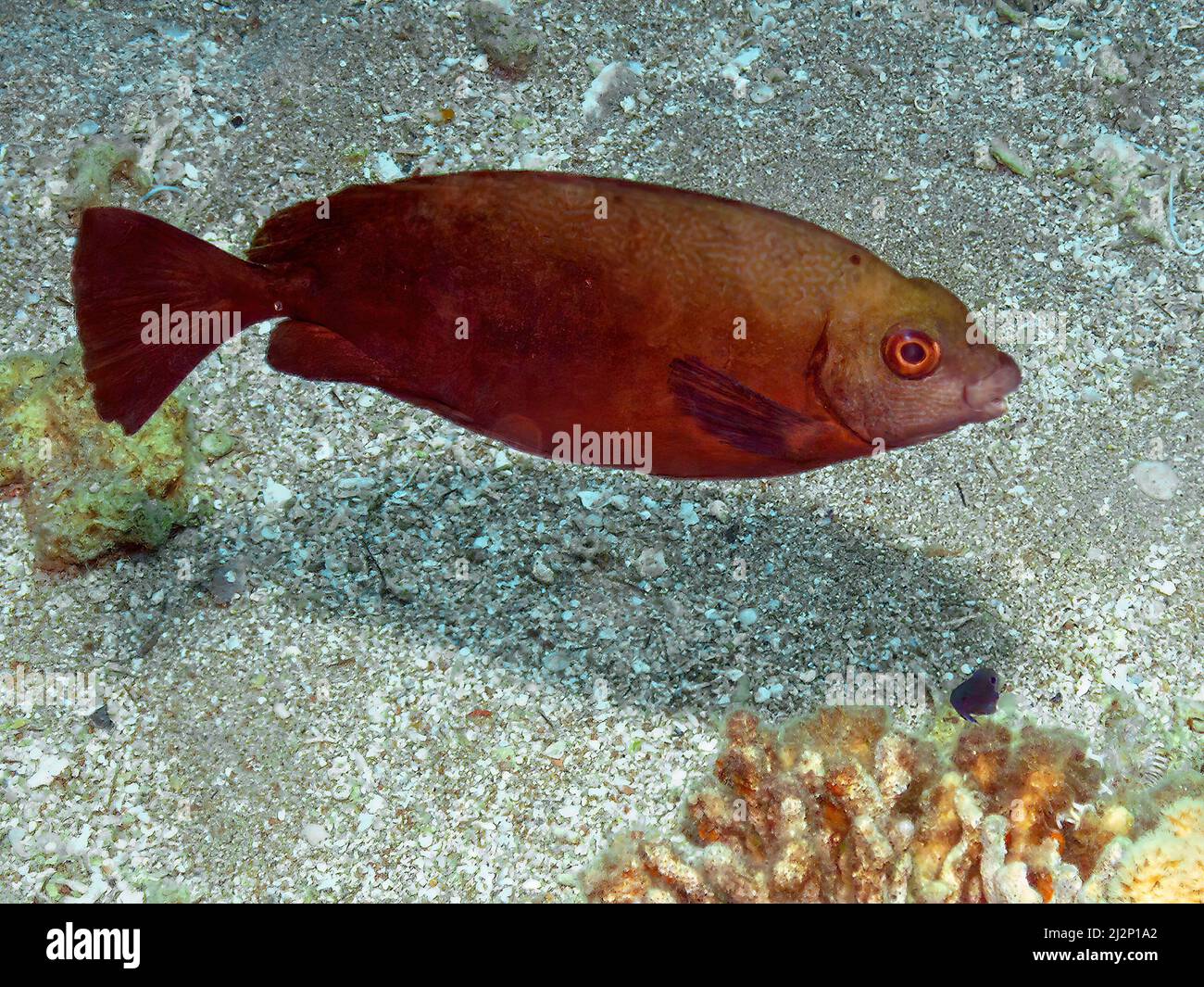 A Dusky Rabbitfish (Siganus luridus) in the Red Sea, Egypt Stock Photo ...