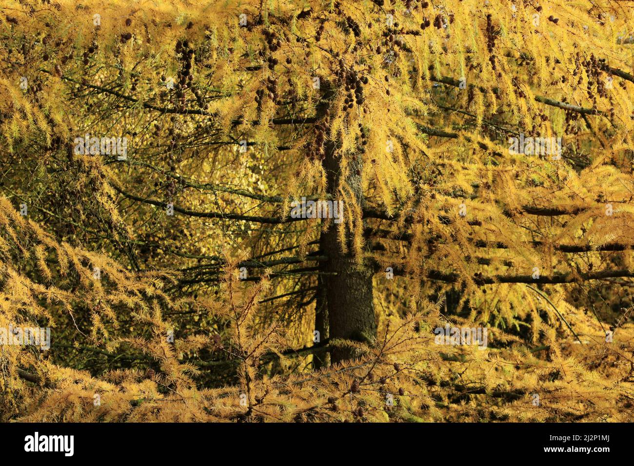 Close up of Larch tree, a deciduous conifer in the forest of Cannock ...