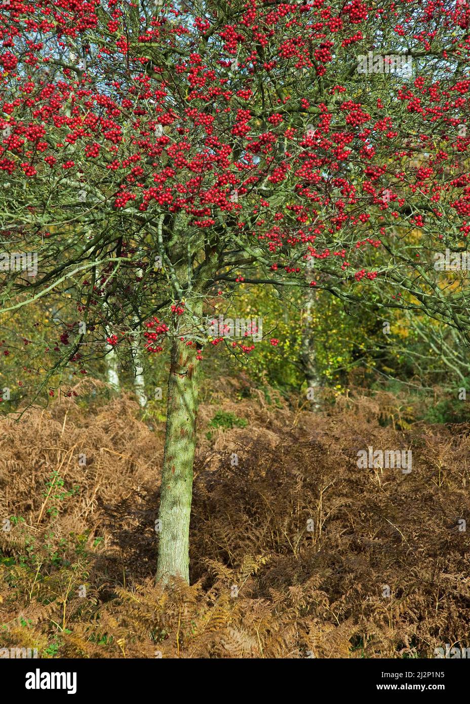 Crataegus Monogyna haws or fruit of the Hawthorn in late Autumn on ...