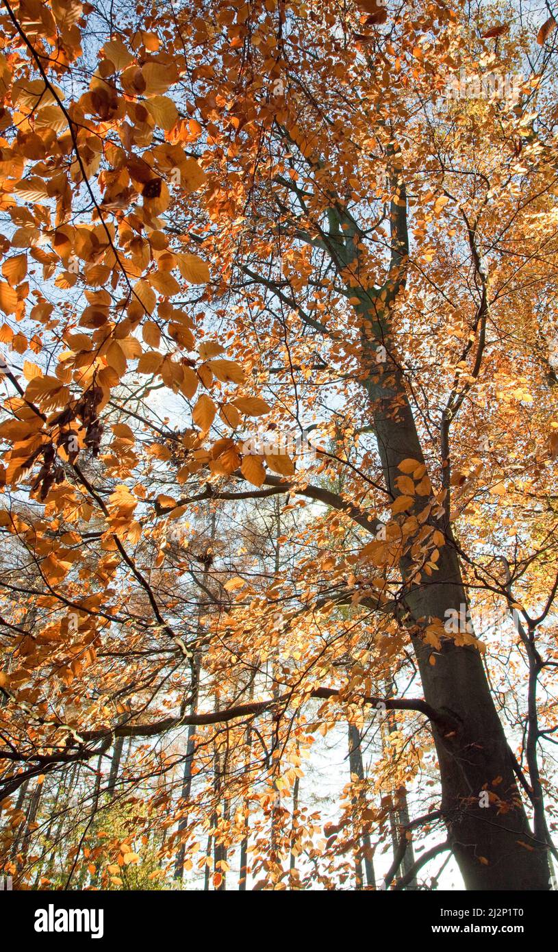 Autumn colour from Beech trees Cannock Chase Country Park AONB (area of ...