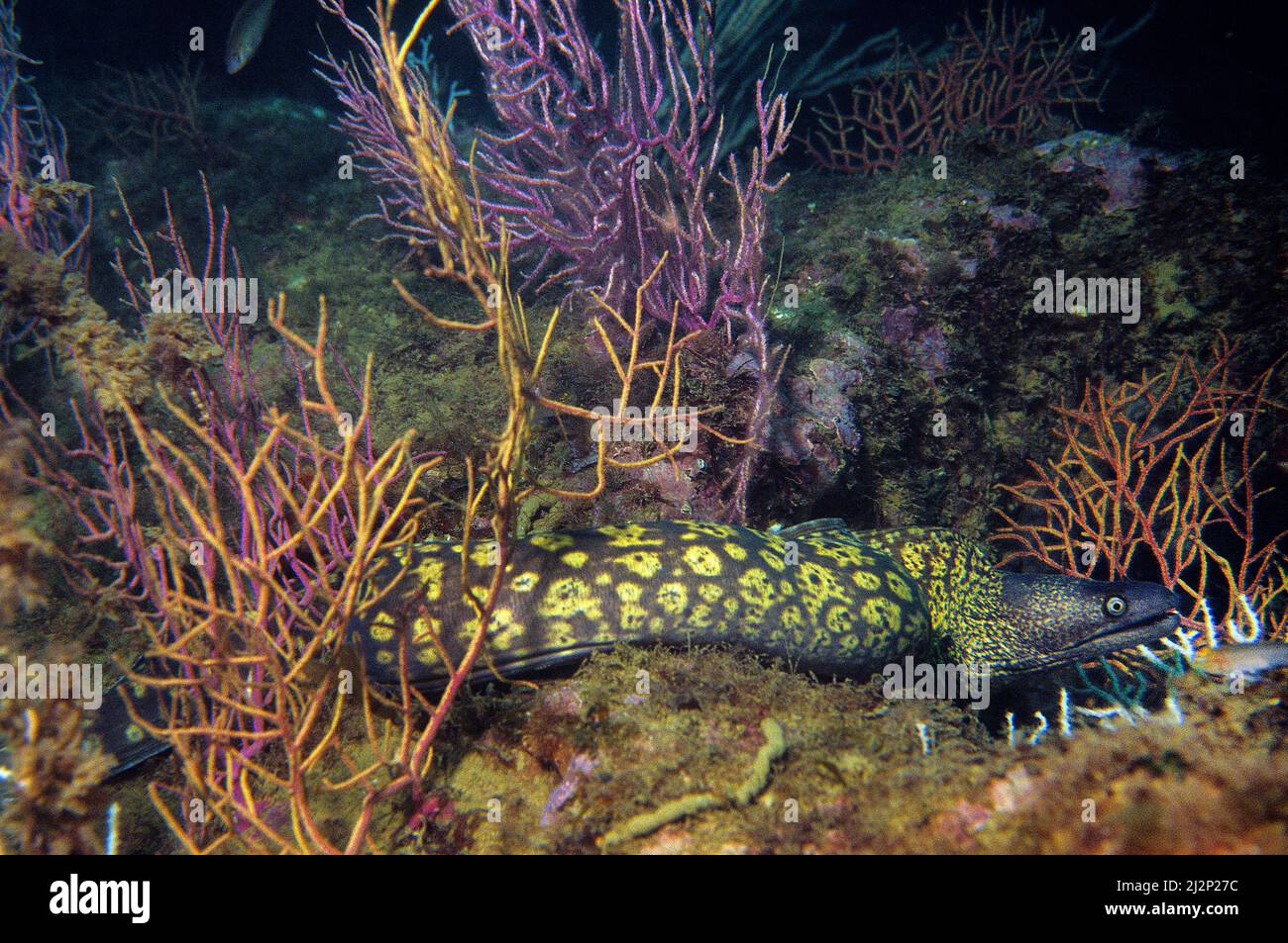 Mediterranean moray (Muraena helena) between corals, Cote d'Azur, South ...