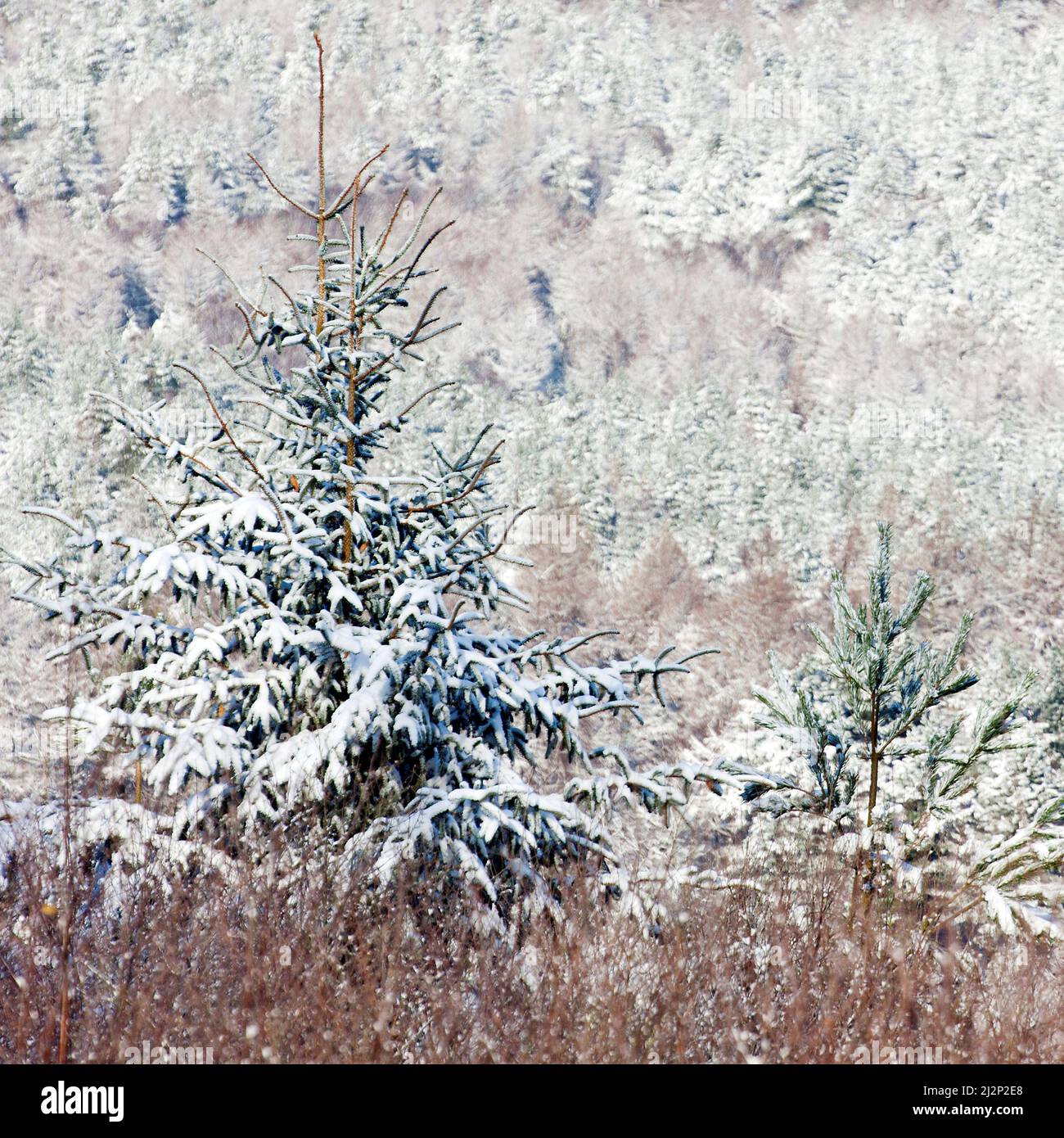 Hillside covered with trees hi-res stock photography and images - Alamy