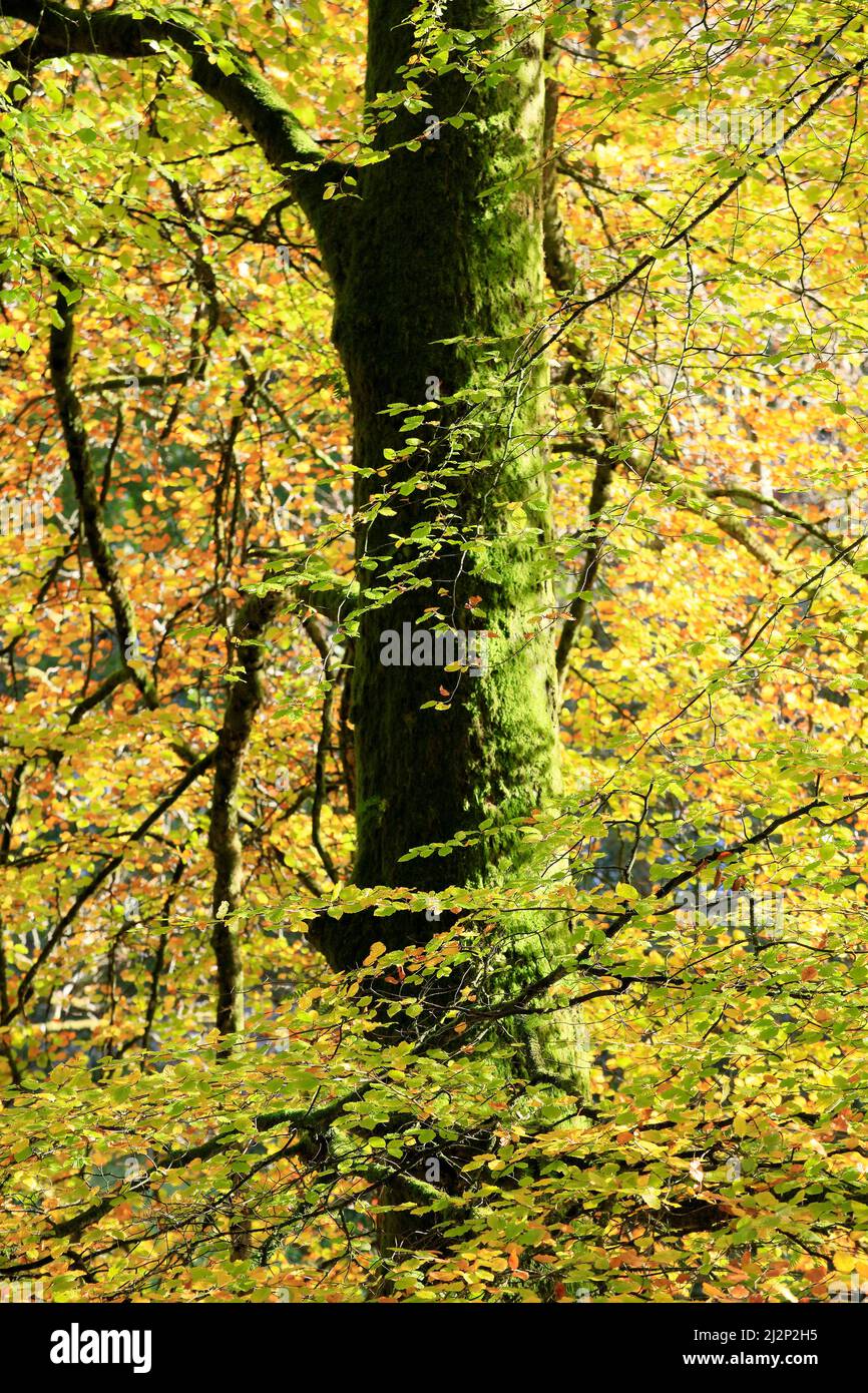 Moss covered Beech tree in beautiful backlit leaves of bronze and gold ...