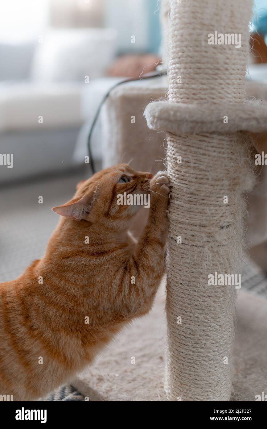 close up. brown tabby cat scratches its nails on a scratching tower ...