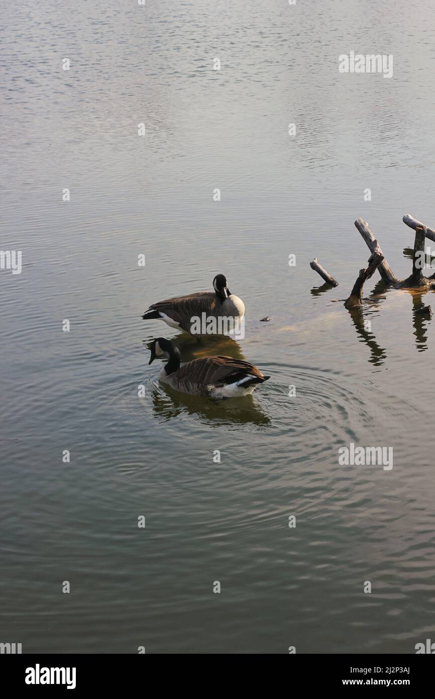 Wild Canadian geese swimming around the quiet pond in the park Stock ...