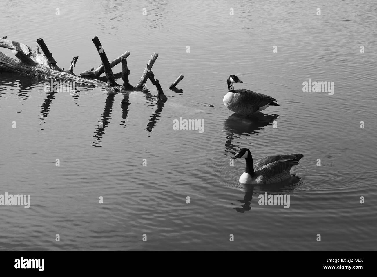 Free roaming geese hi-res stock photography and images - Alamy