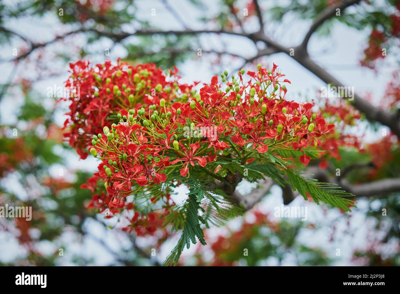 Flamboyant, Royal poinciana, Mohur tree Stock Photo - Alamy
