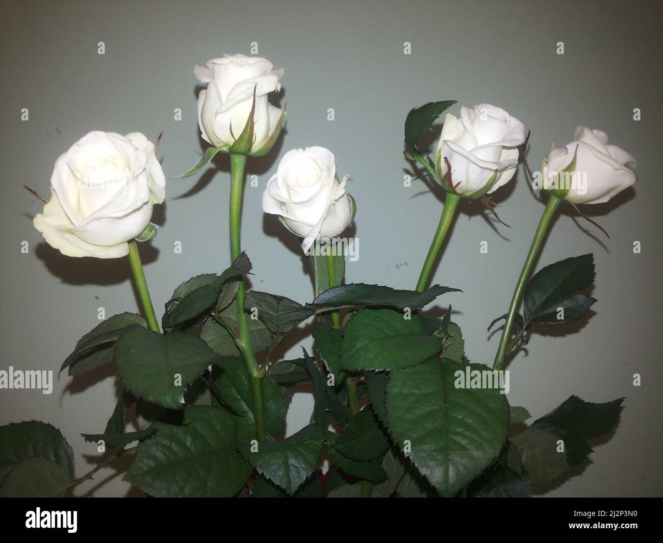 Five roses on wooden hi-res stock photography and images - Alamy