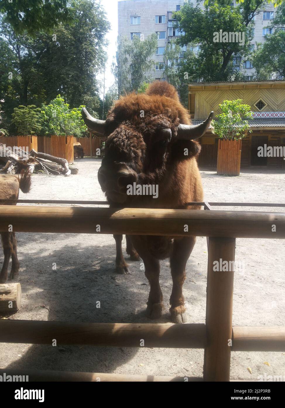 brown yak in Latin Bos mutus isolated on white background, Yak is farm ...