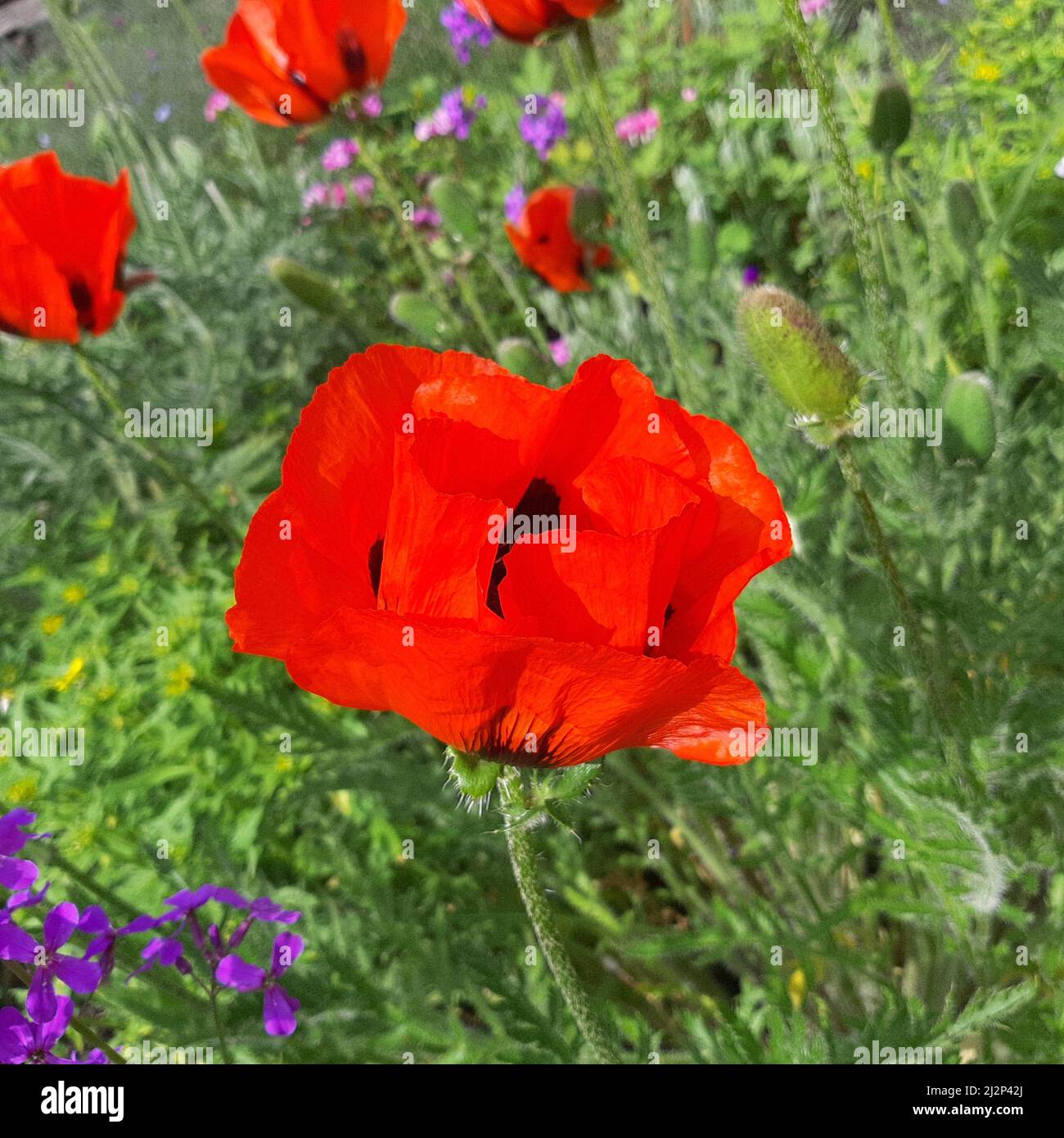 Red poppy close-up. Flowers jpg Stock Photo - Alamy