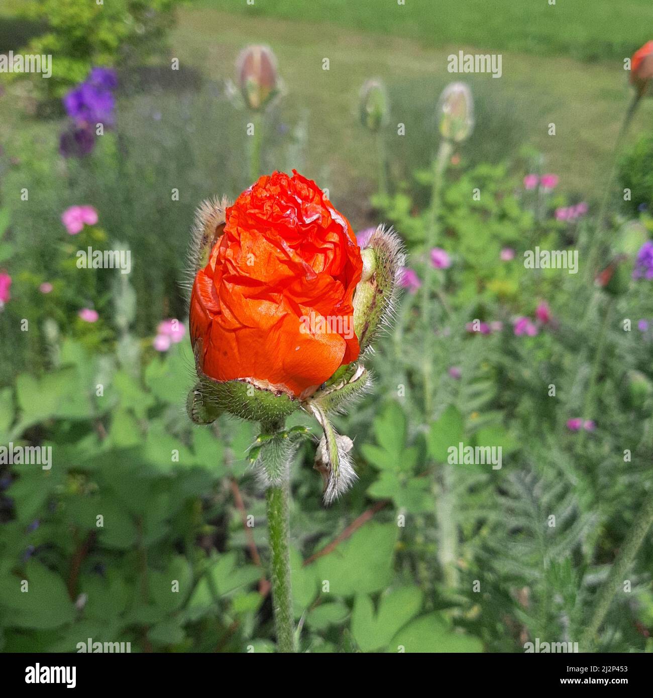 Unopened red poppy hi-res stock photography and images - Alamy