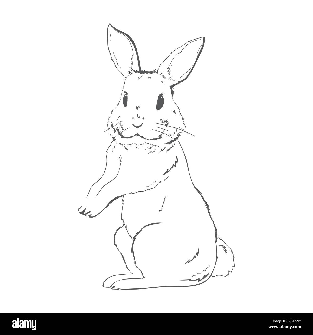sketch of a cute rabbit black and white, hand-drawn on a white ...