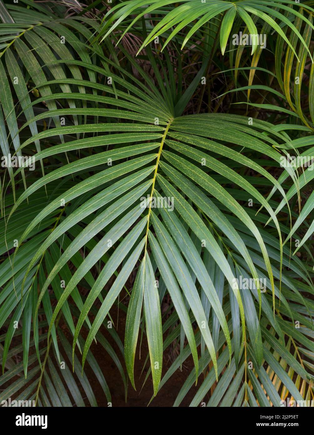 palm leaves abstract, tropical green foliage, garden or forest ...