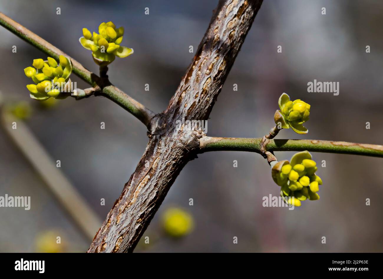 Blossoming of dogwoods , cornus mas, cornelian cherry or european ...