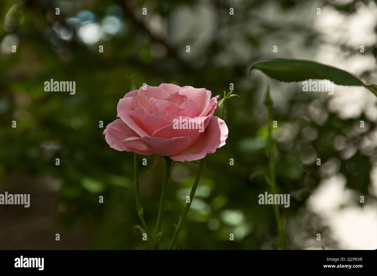 A view of a rosy rose bush in bloom, Sofia, Bulgaria Stock Photo - Alamy