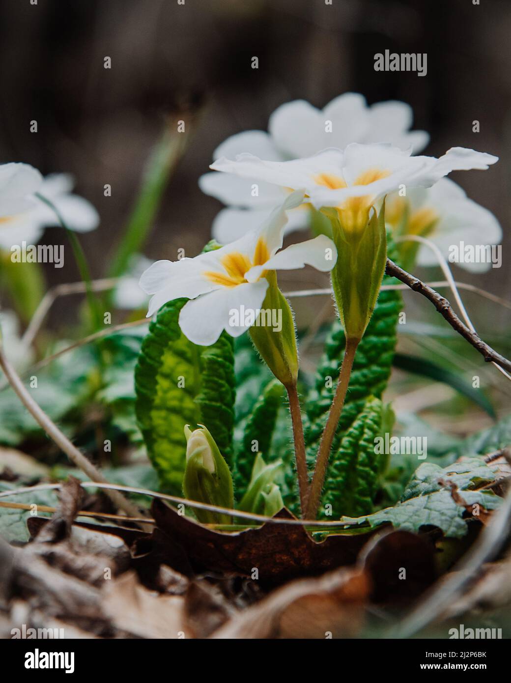 Primrose primula vulgaris park hi-res stock photography and images - Alamy