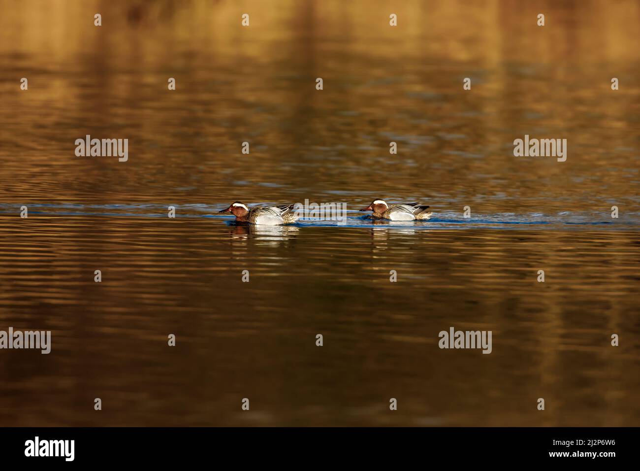Garganeys hi-res stock photography and images - Alamy