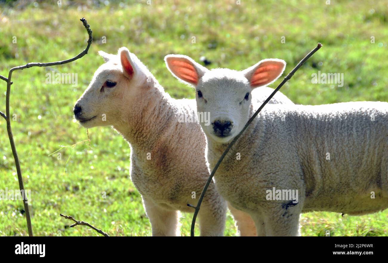 Cute lamb looking into camera hi-res stock photography and images - Alamy
