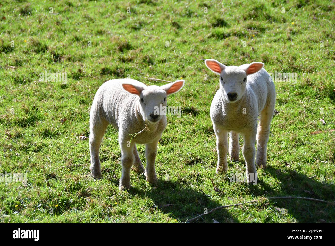 Cute lamb looking into camera hi-res stock photography and images - Alamy