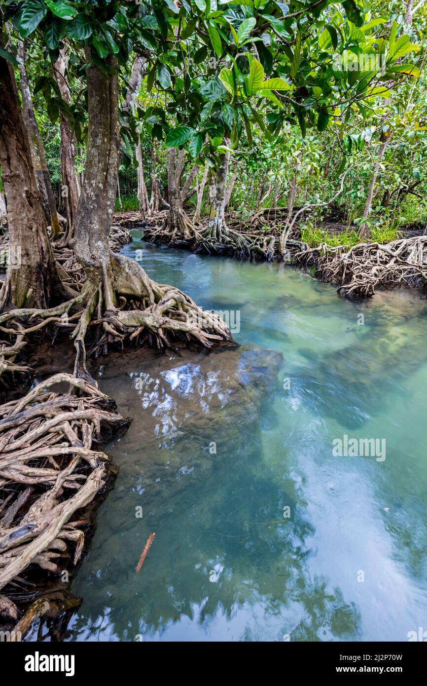 Tropical tree roots or Tha pom mangrove in swamp forest and flow water ...
