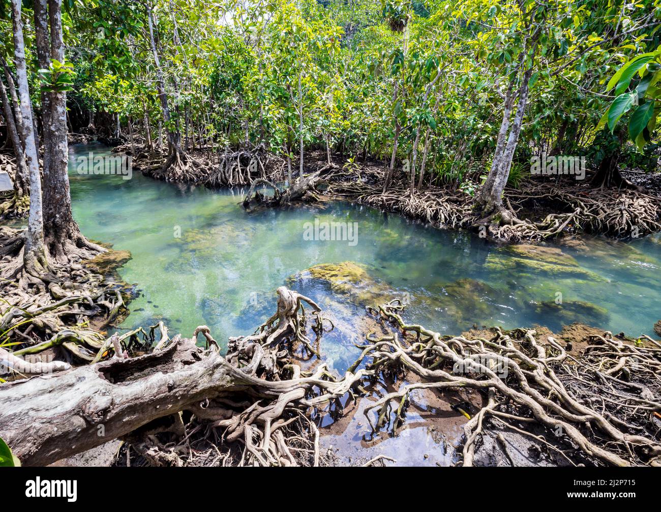 Tropical tree roots or Tha pom mangrove in swamp forest and flow water ...