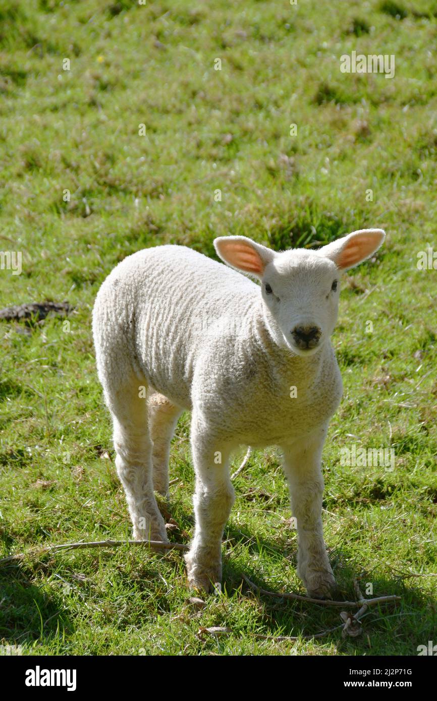 Cute lamb looking into camera hi-res stock photography and images - Alamy