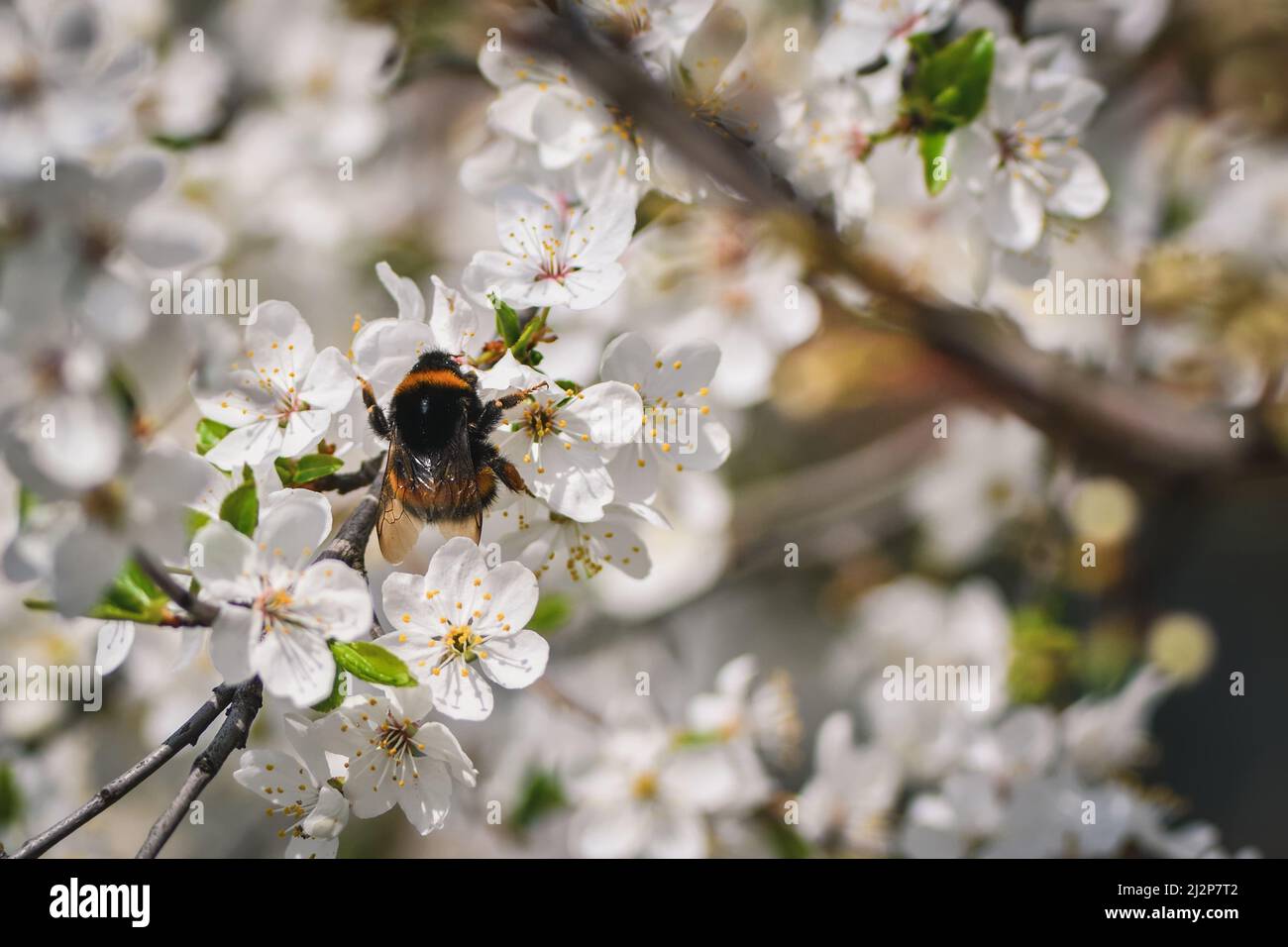Beautiful summer natural scene. Bee in a summer flower. Photo in ...