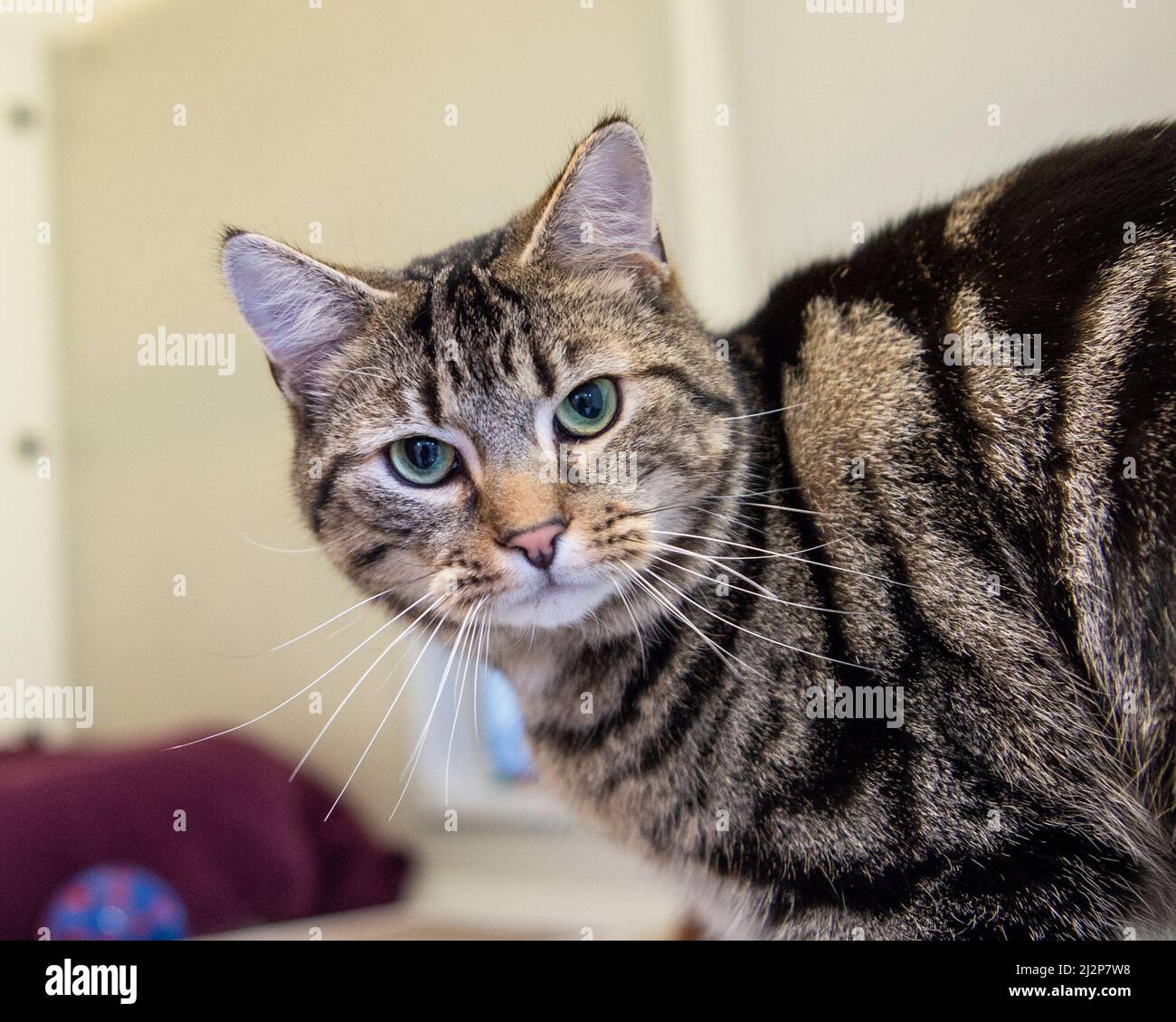 Male tom tabby cat hi-res stock photography and images - Alamy