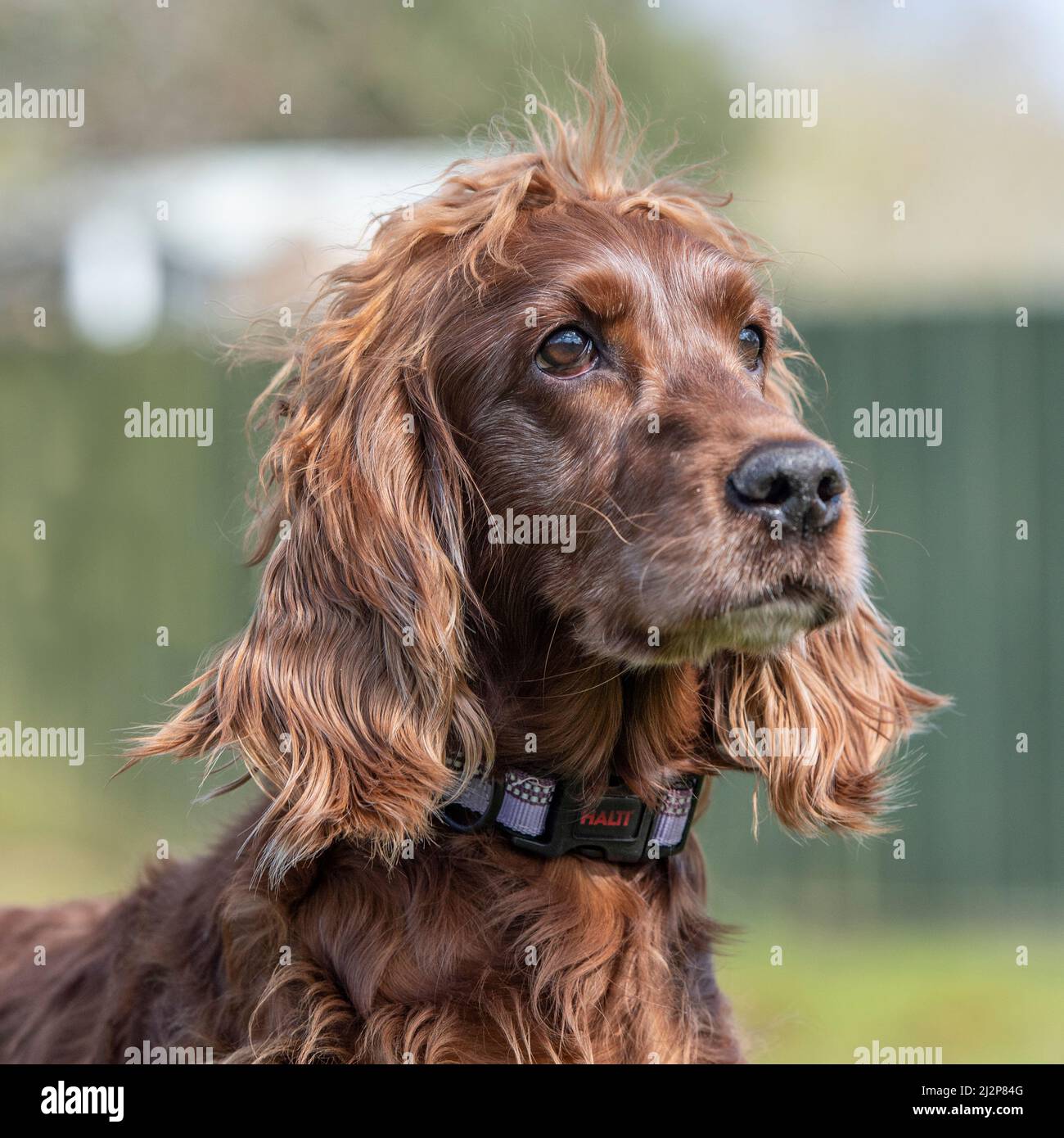 old Irish setter dog Stock Photo - Alamy