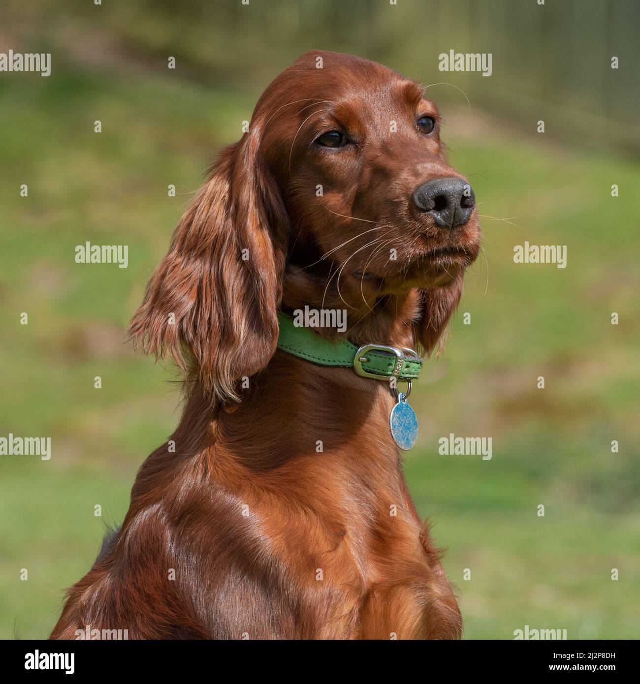 Irish setter dog Stock Photo - Alamy