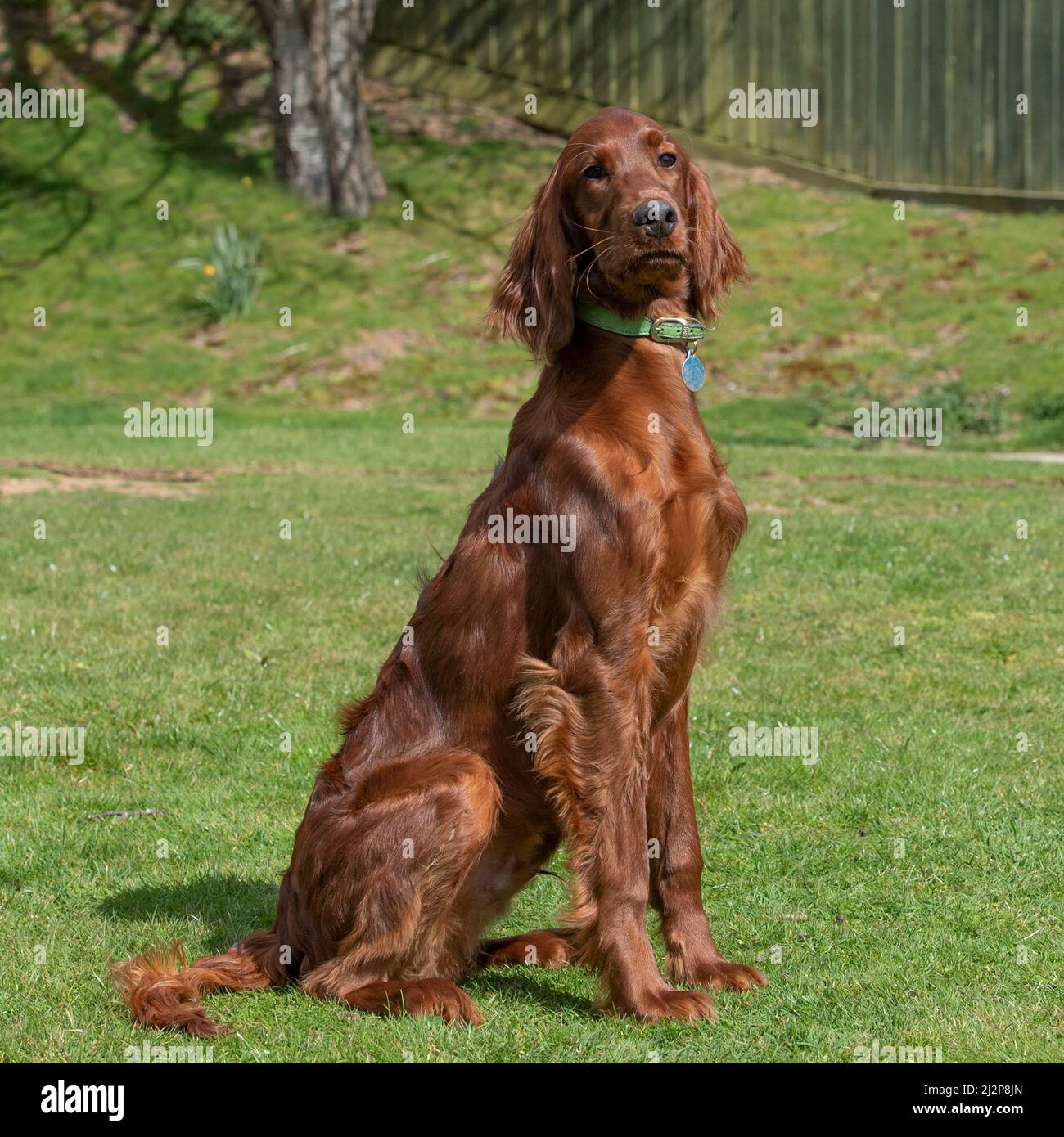 Are Irish Setters Hard To Train