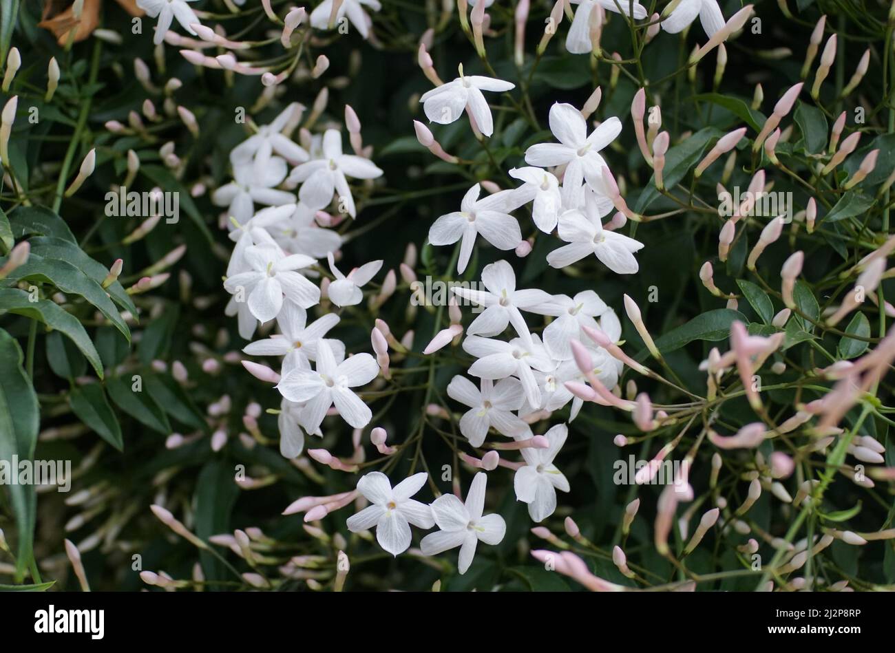 The white clusters of Jasmine flowers, also known as Jasminum ...