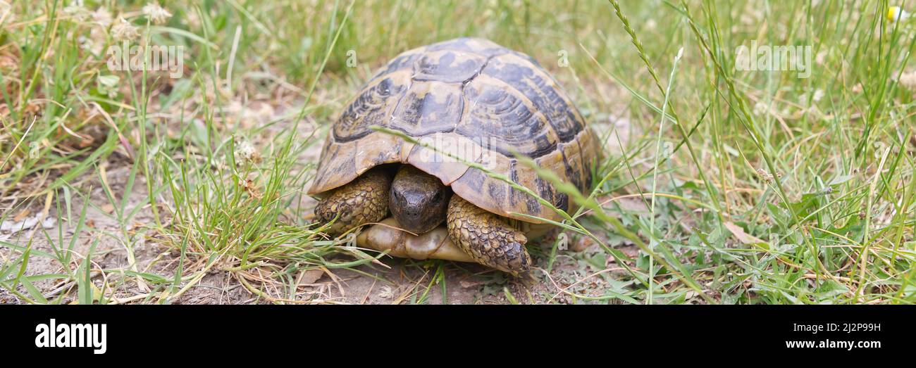 The Land turtle in its natural environment. A wild animal in forest of ...