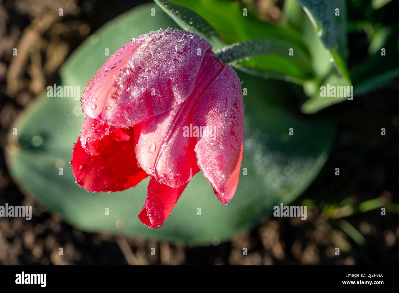 Eton, Windsor, Berkshire, UK. 3rd April, 2022. A frozen tulip. Despite ...