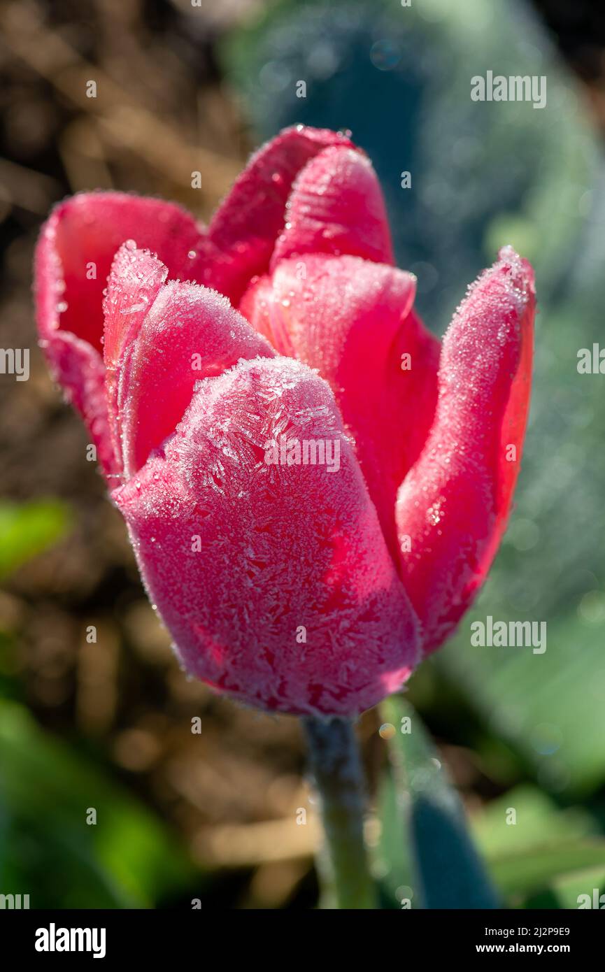 Eton, Windsor, Berkshire, UK. 3rd April, 2022. A frozen tulip. Despite ...
