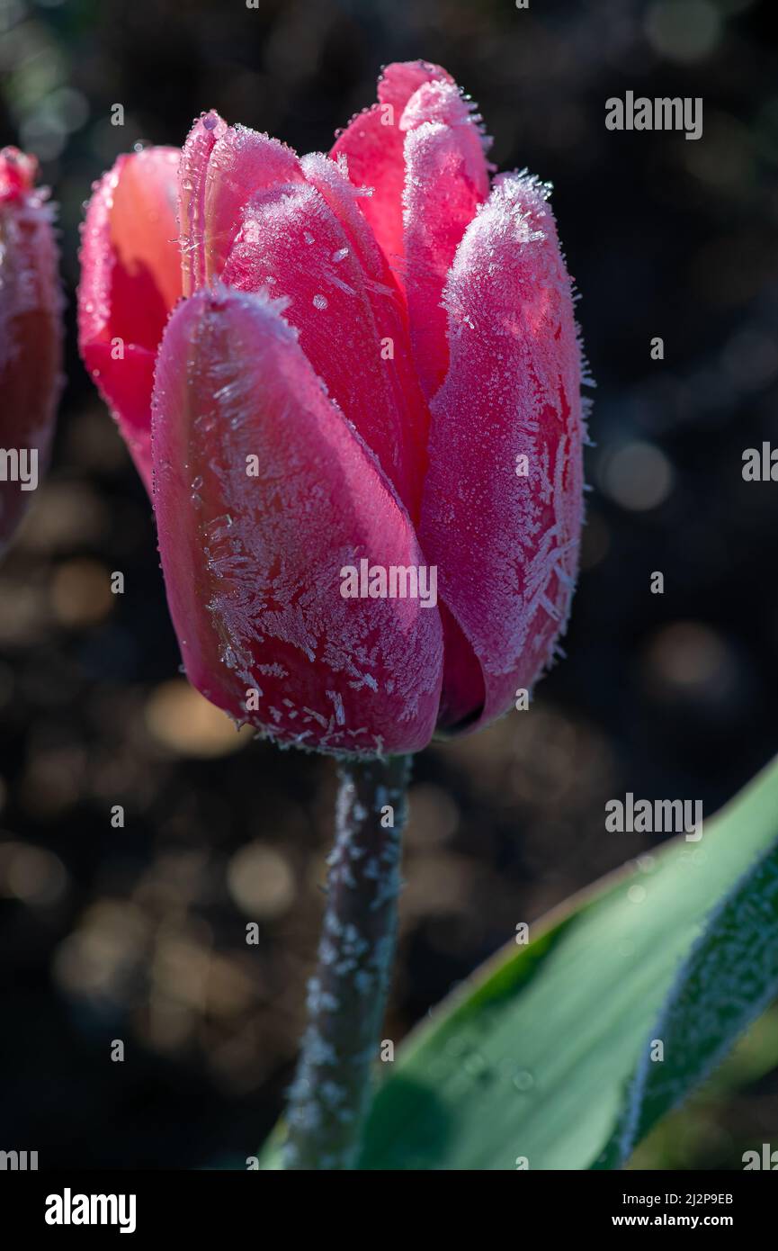 Eton, Windsor, Berkshire, UK. 3rd April, 2022. A frozen tulip. Despite ...