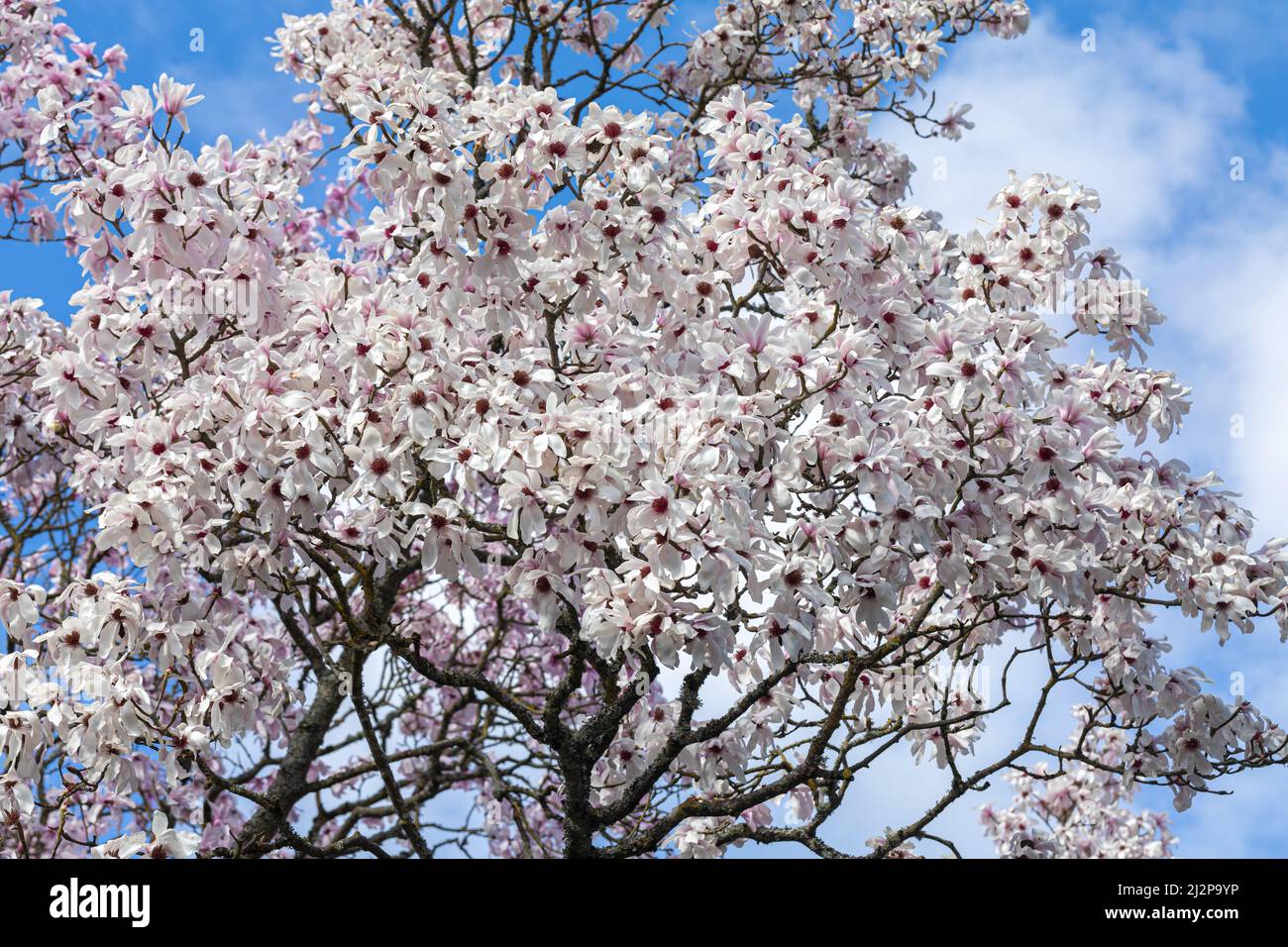 Close up of Magnolia tree blooms blossoming in spring against a blue ...